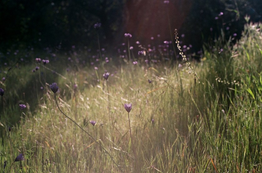 A Walk through the Wildflowers: Merced River Trail – CrampedUp.com